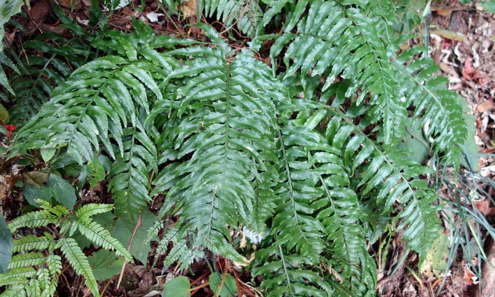 Taiwan December 2017