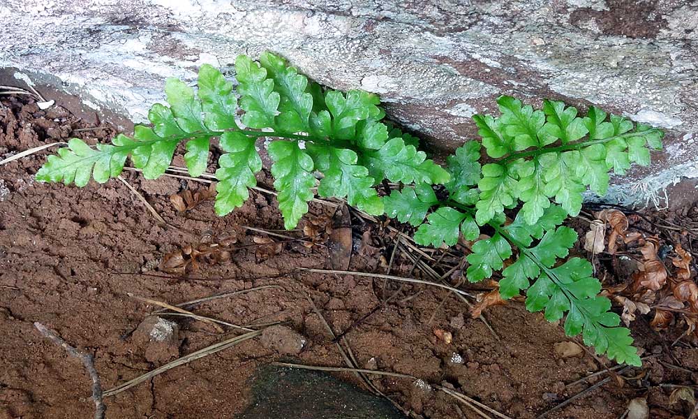 Menorca December 2016