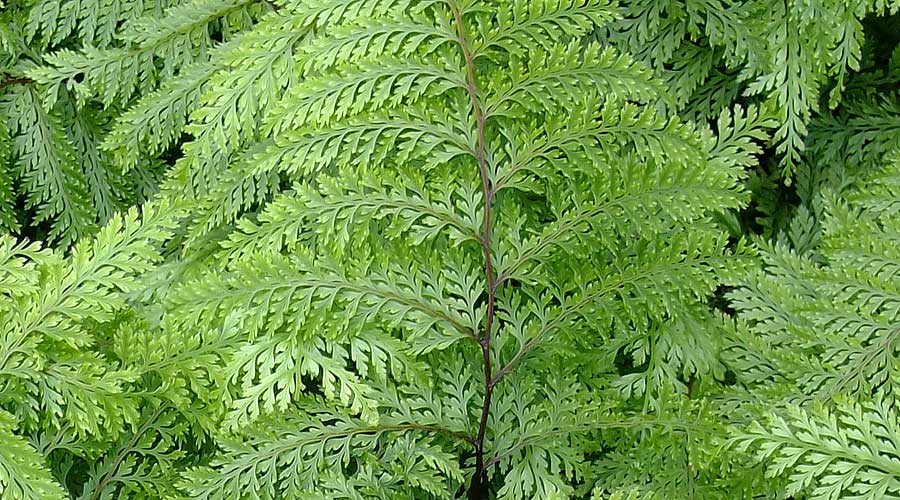 My Hardy Ferns page 1 of 1