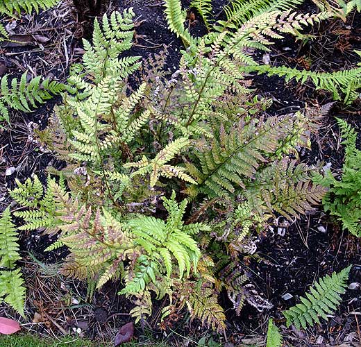 My Hardy Ferns page 1 of 1